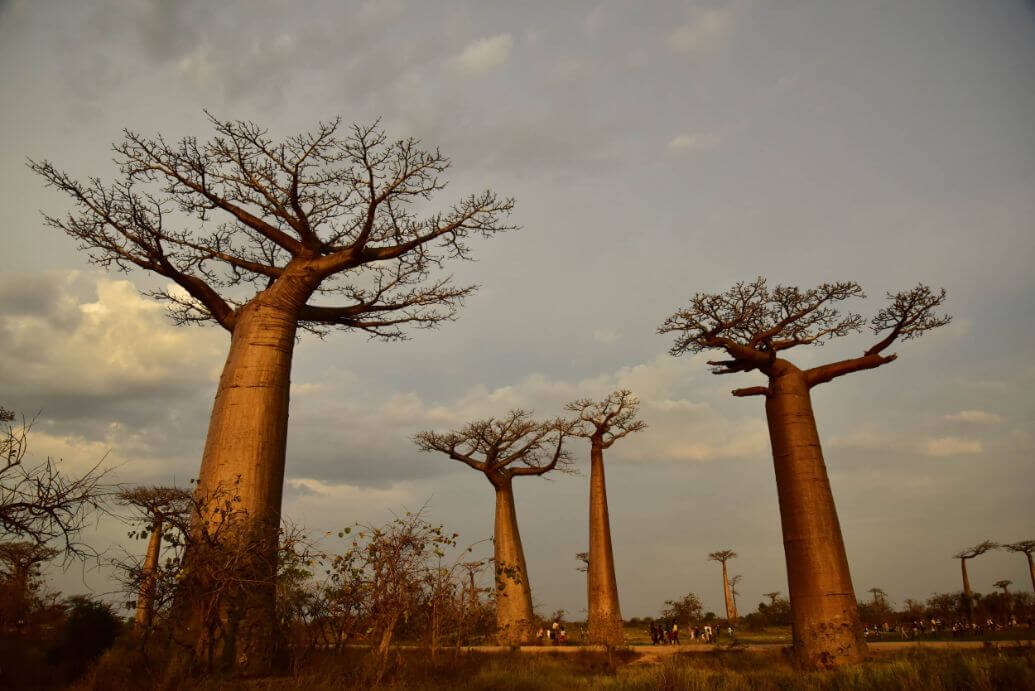 Madagascar Protected Areas and Biodiversity Fund - Fondation pour les ...